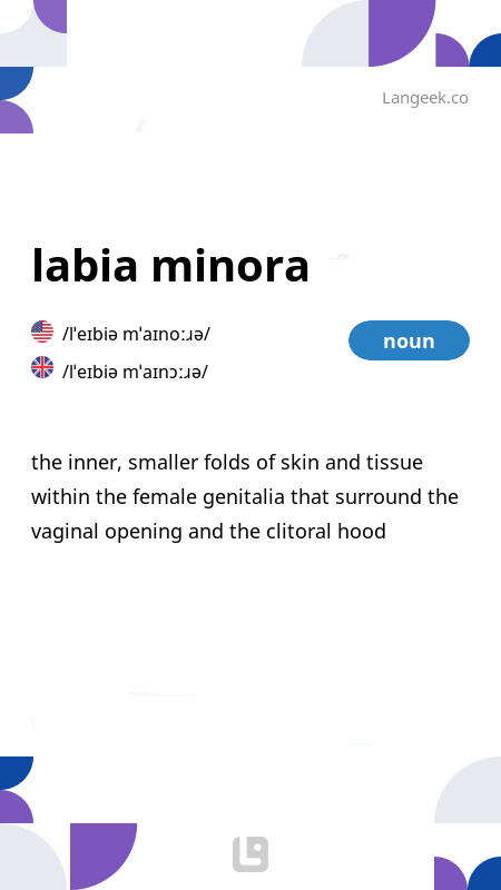 Definition & Meaning of "Labia minora" | Picture Dictionary