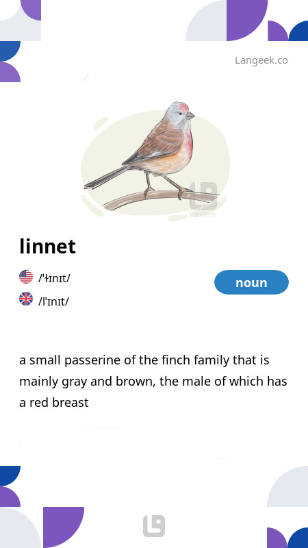 Definition & Meaning of "Linnet" | Picture Dictionary