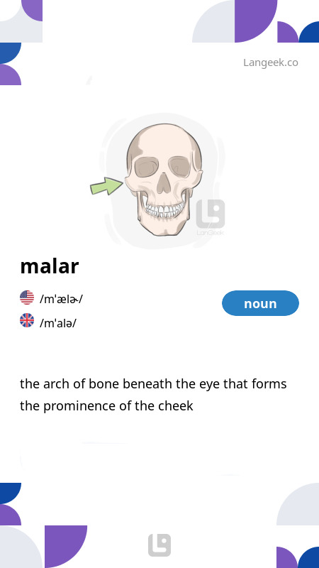 Definition & Meaning of "Malar" | Picture Dictionary
