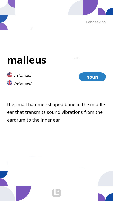 Definition & Meaning of "Malleus" | Picture Dictionary