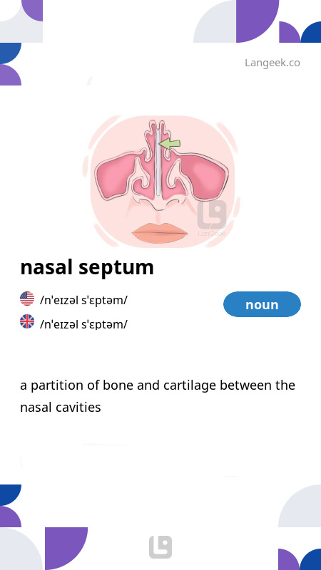 Definition & Meaning of "Nasal septum" | Picture Dictionary