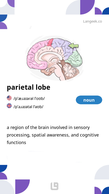 Definition & Meaning of "Parietal lobe" | Picture Dictionary