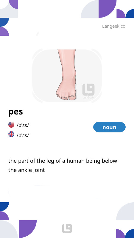 Definition & Meaning of "Pes" | Picture Dictionary