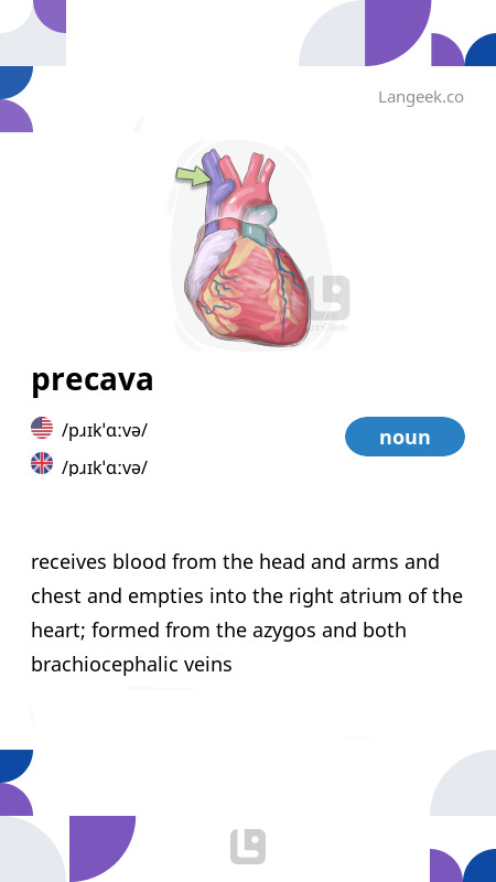 Definition & Meaning of "Precava" | Picture Dictionary