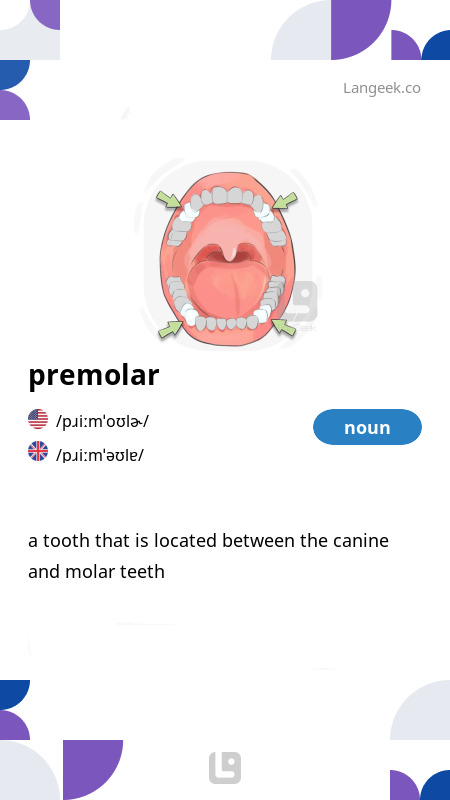 Definition & Meaning of "Premolar" | Picture Dictionary