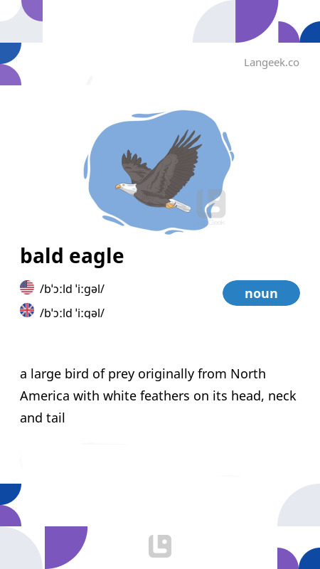 Definition & Meaning of "Bald eagle" | LanGeek