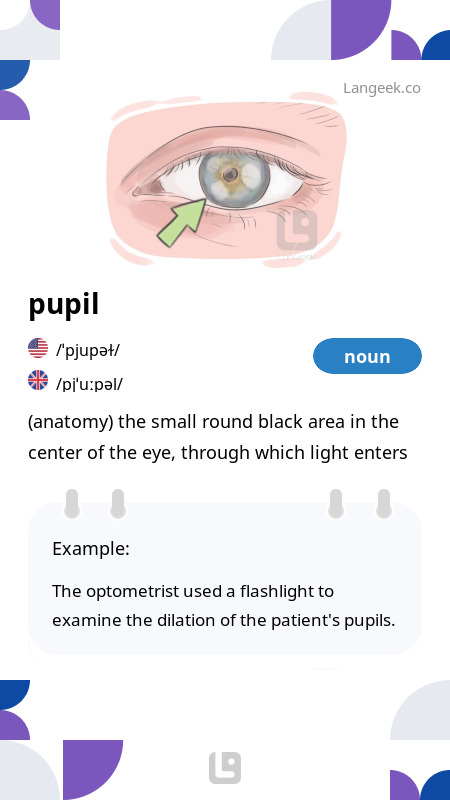 Definition & Meaning of "Pupil" | Picture Dictionary
