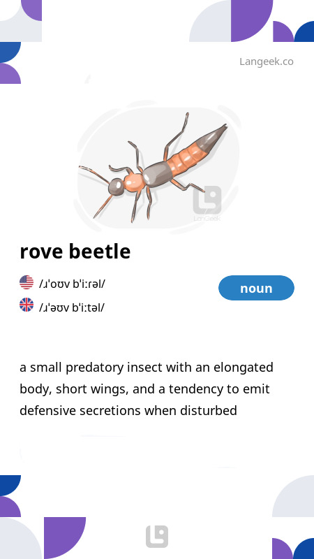Definition & Meaning of "Rove beetle" | Picture Dictionary