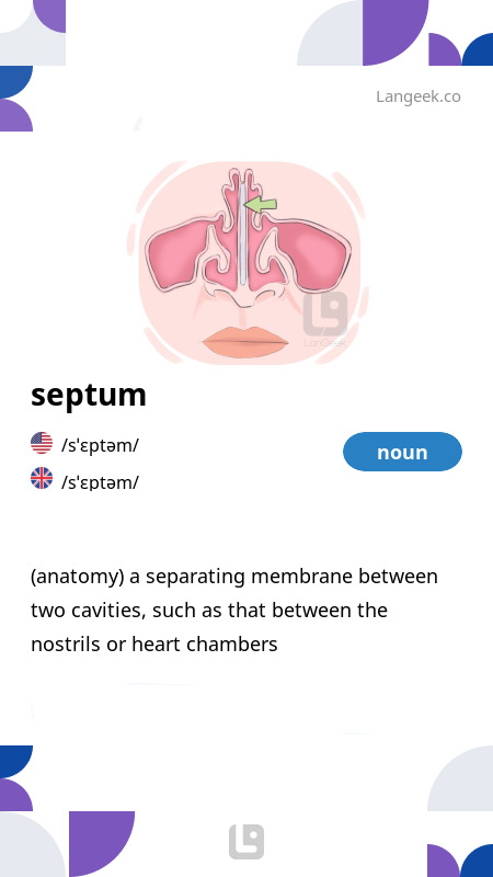 Definition & Meaning of "Septum" | LanGeek