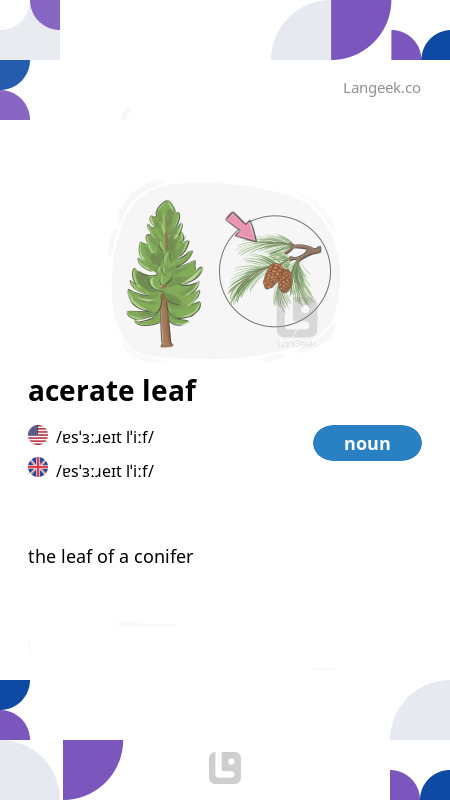Definition & Meaning of "Acerate leaf" | Picture Dictionary