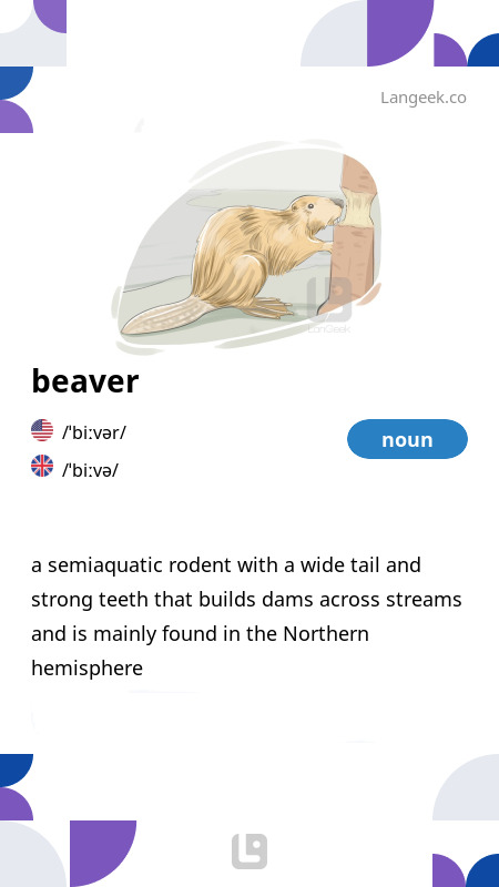 Definition & Meaning of "Beaver" | Picture Dictionary