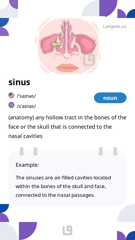 Definition & Meaning of "Sinus" | Picture Dictionary