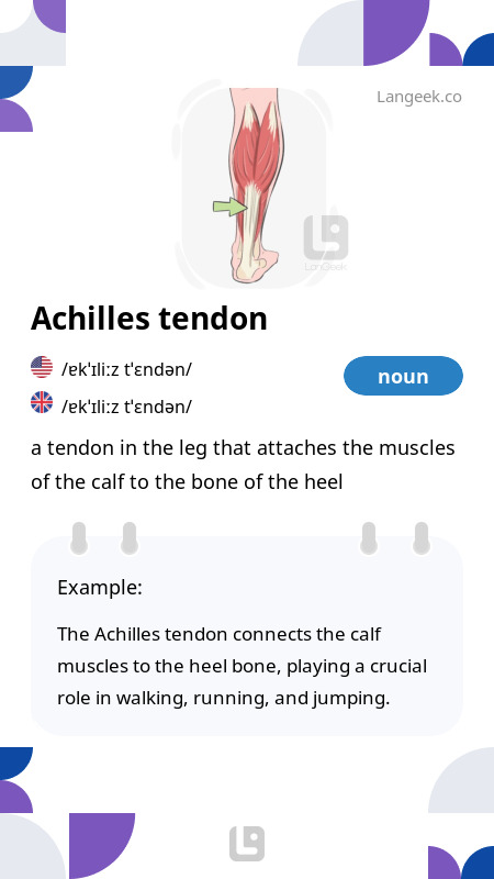 Definition & Meaning of "Achilles tendon" | Picture Dictionary
