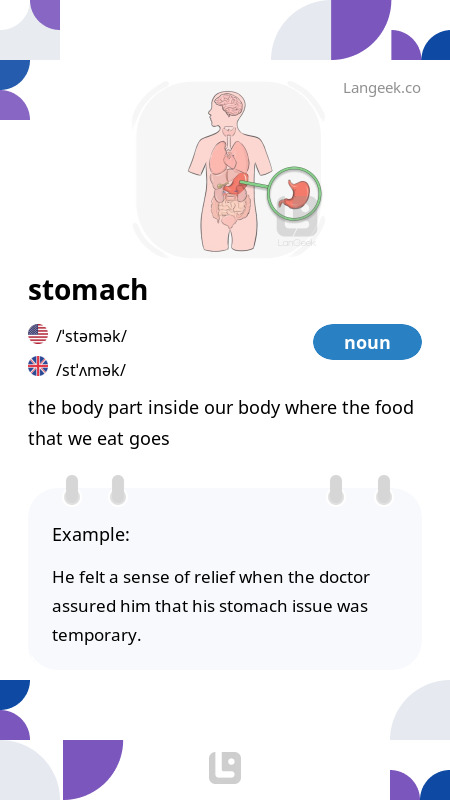 Definition & Meaning of "Stomach" | LanGeek