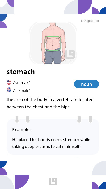Definition & Meaning of "Stomach" | LanGeek