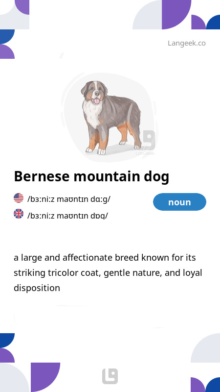 Definition & Meaning of "Bernese mountain dog" | Picture Dictionary