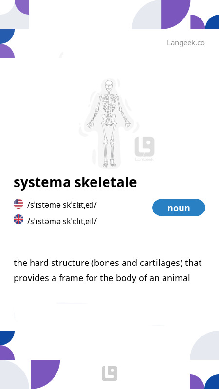 Definition & Meaning of "Systema skeletale" | Picture Dictionary