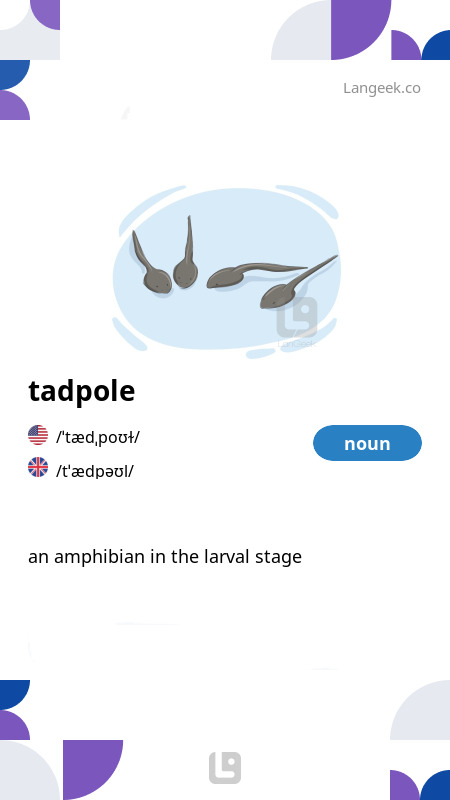 Definition & Meaning of "Tadpole" | LanGeek