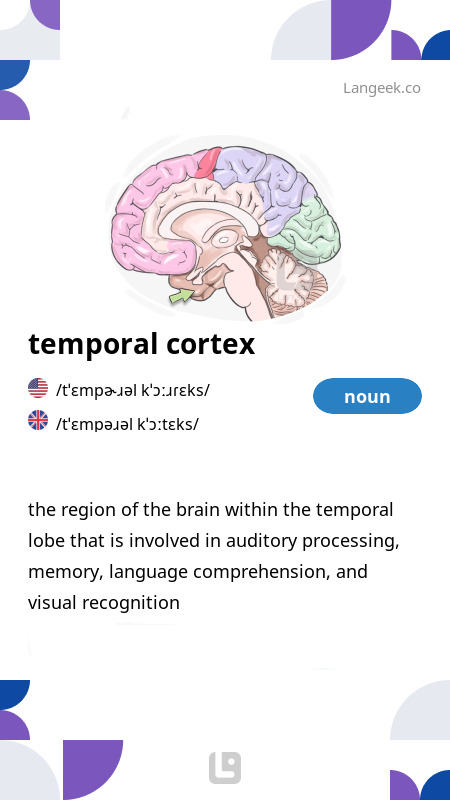Definition & Meaning of "Temporal cortex" | Picture Dictionary