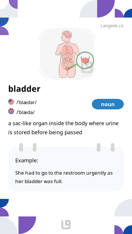 Definition & Meaning of "Bladder" | Picture Dictionary