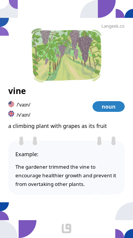 Definition & Meaning of "Vine" | Picture Dictionary
