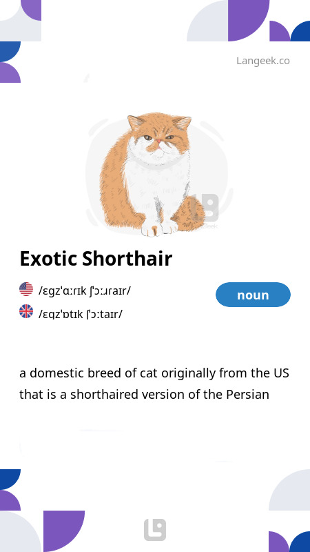 Definition & Meaning of "Exotic shorthair" | LanGeek