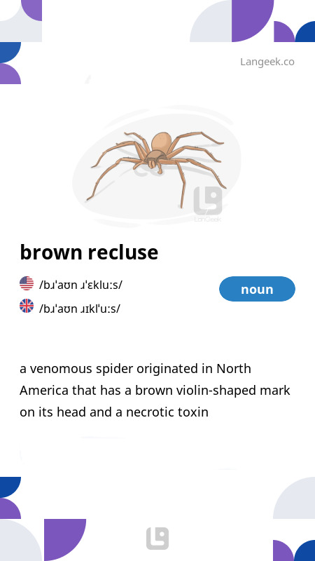 Definition & Meaning of "Brown recluse" | Picture Dictionary