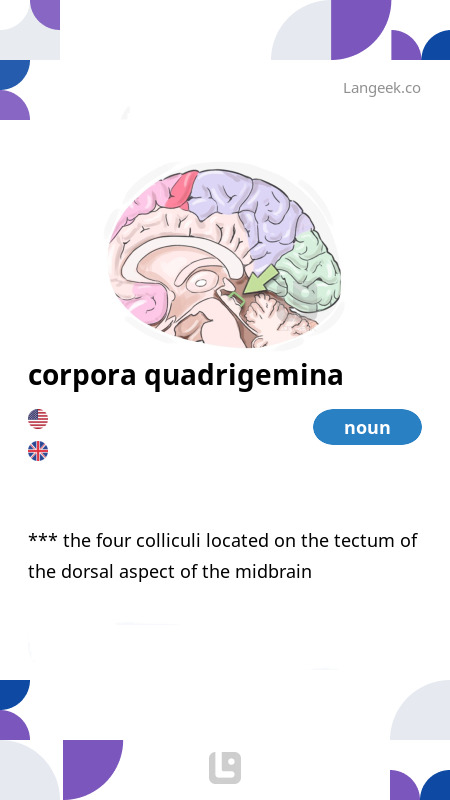 Definition & Meaning of "Corpora quadrigemina" | LanGeek