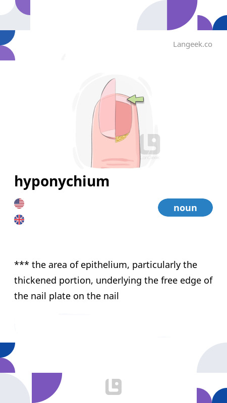 Definition & Meaning of "Hyponychium" | Picture Dictionary