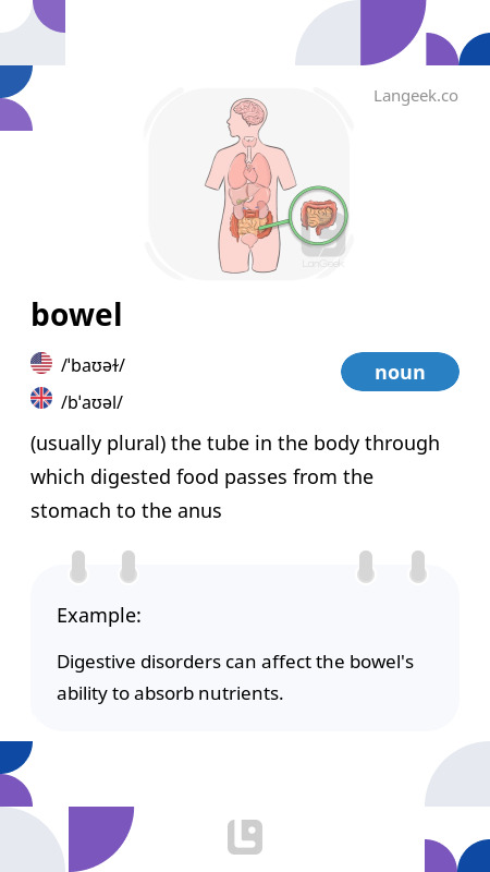 Definition & Meaning of "Bowel" | Picture Dictionary