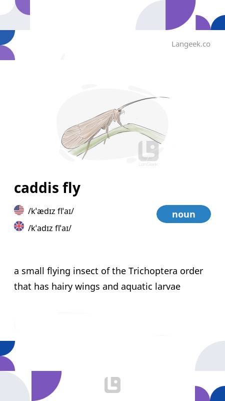 Definition & Meaning of "Caddis fly" | Picture Dictionary