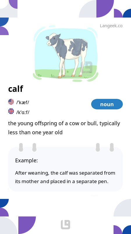 Definition & Meaning of "Calf" | Picture Dictionary
