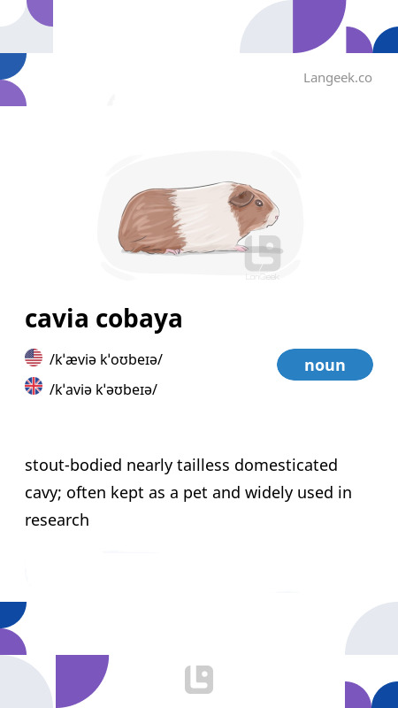Definition & Meaning of "Cavia cobaya" | LanGeek