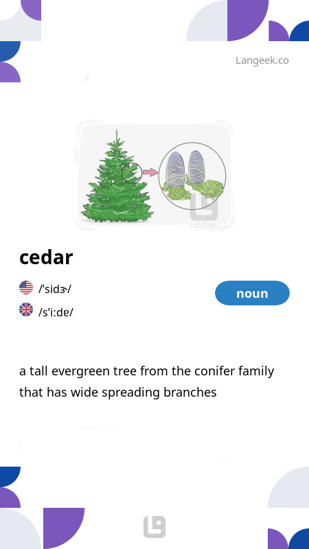 Definition & Meaning of "Cedar" | Picture Dictionary
