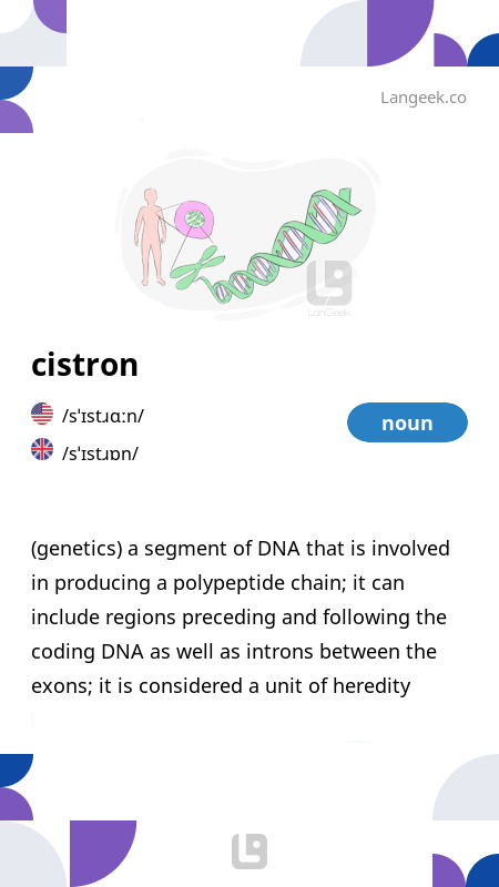 Definition & Meaning of "Cistron" | Picture Dictionary