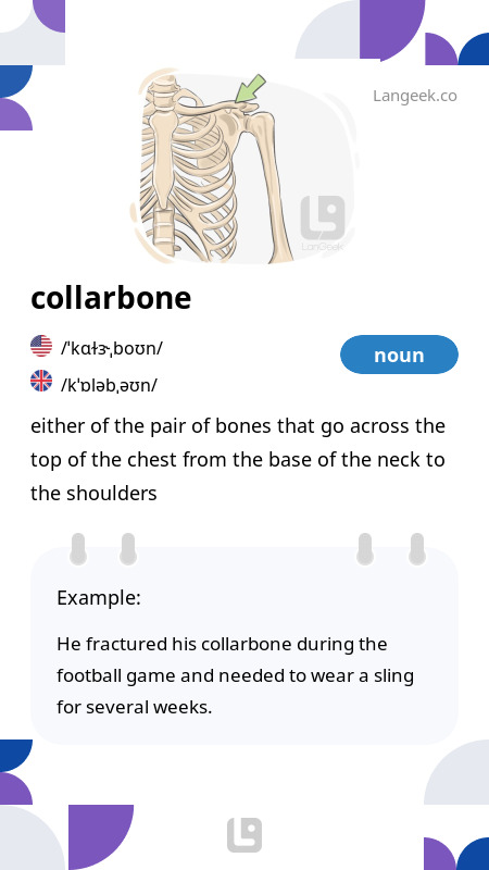 Definition & Meaning of "Collarbone" | Picture Dictionary