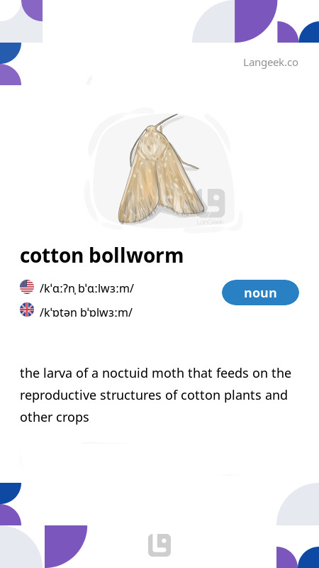 Definition & Meaning of "Cotton bollworm" | Picture Dictionary