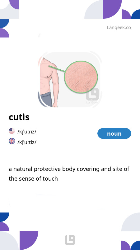 Definition & Meaning of "Cutis" | Picture Dictionary