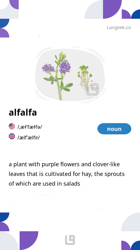 Definition & Meaning of "Alfalfa" | Picture Dictionary