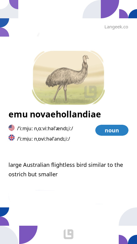 Definition & Meaning of "Emu novaehollandiae" | Picture Dictionary