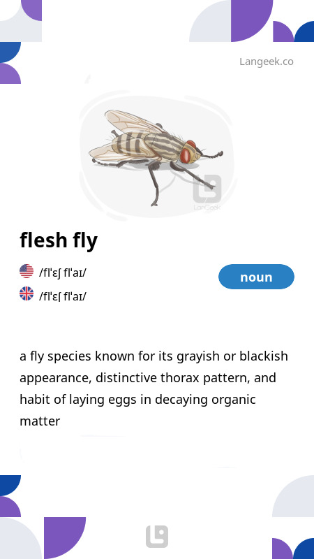 Definition & Meaning of "Flesh fly" | Picture Dictionary