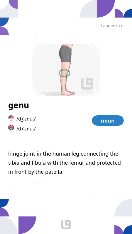 Definition & Meaning of "Genu" | Picture Dictionary