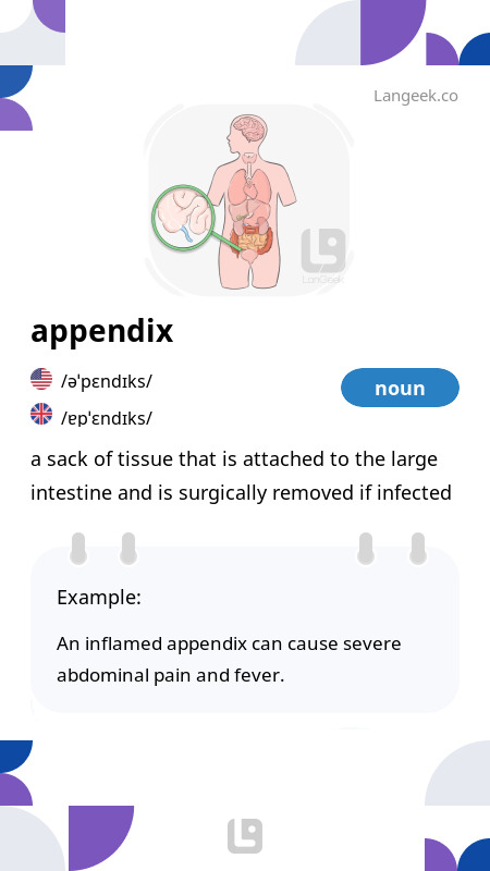 Definition & Meaning of "Appendix" | Picture Dictionary